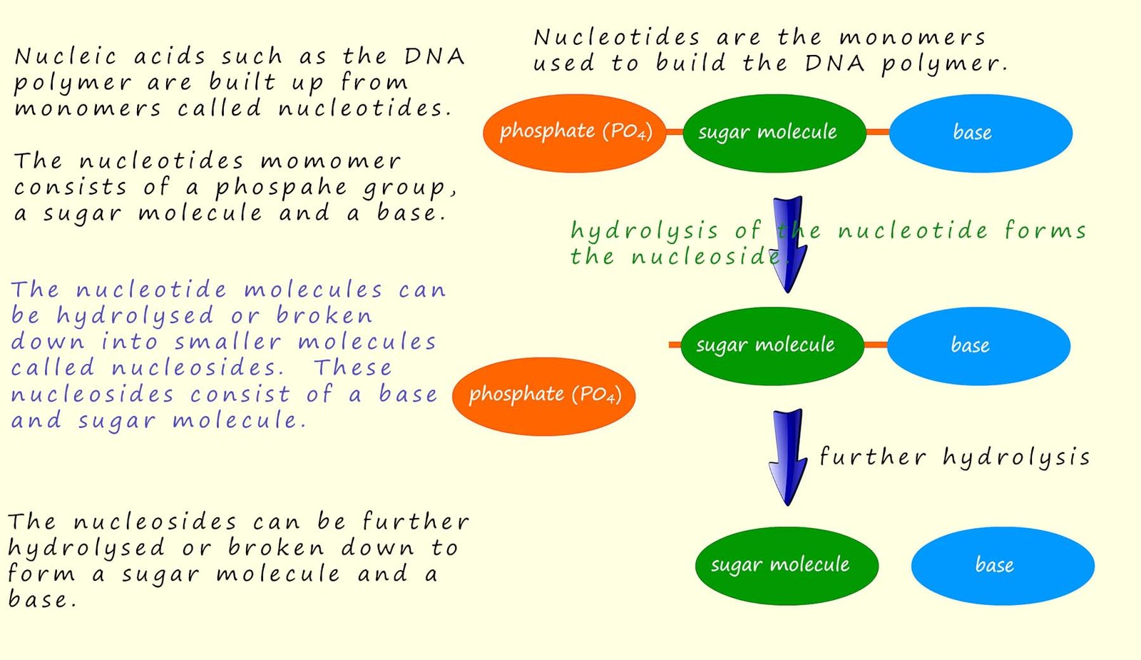 DNA Structure: Understanding the Double Helix and Genetic Code