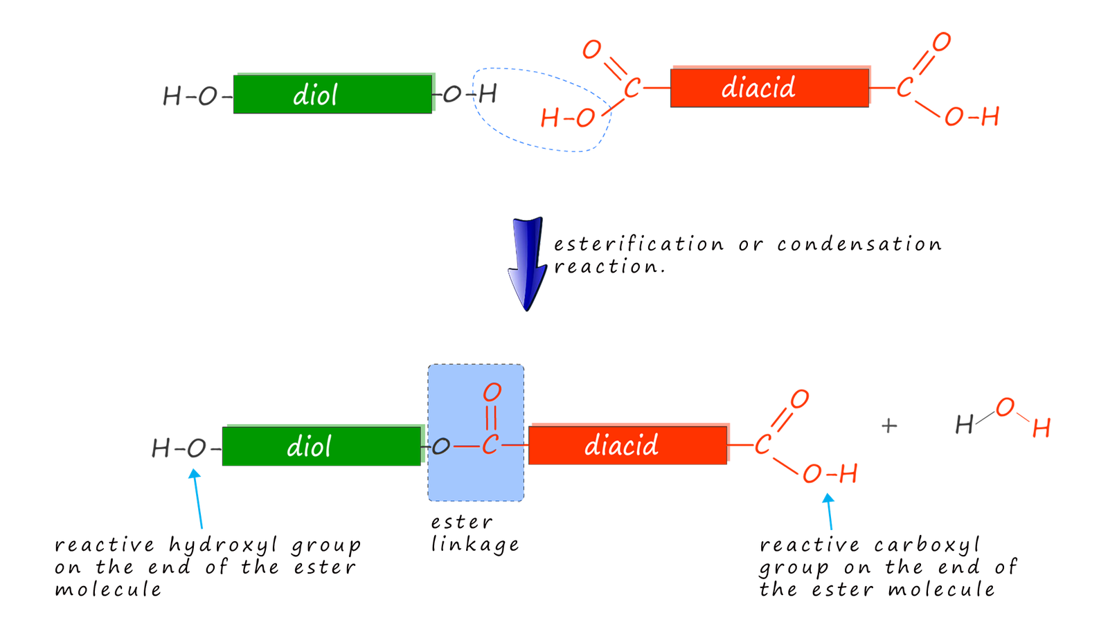 Condensation Polymerisation: Understanding Polyesters and PLA