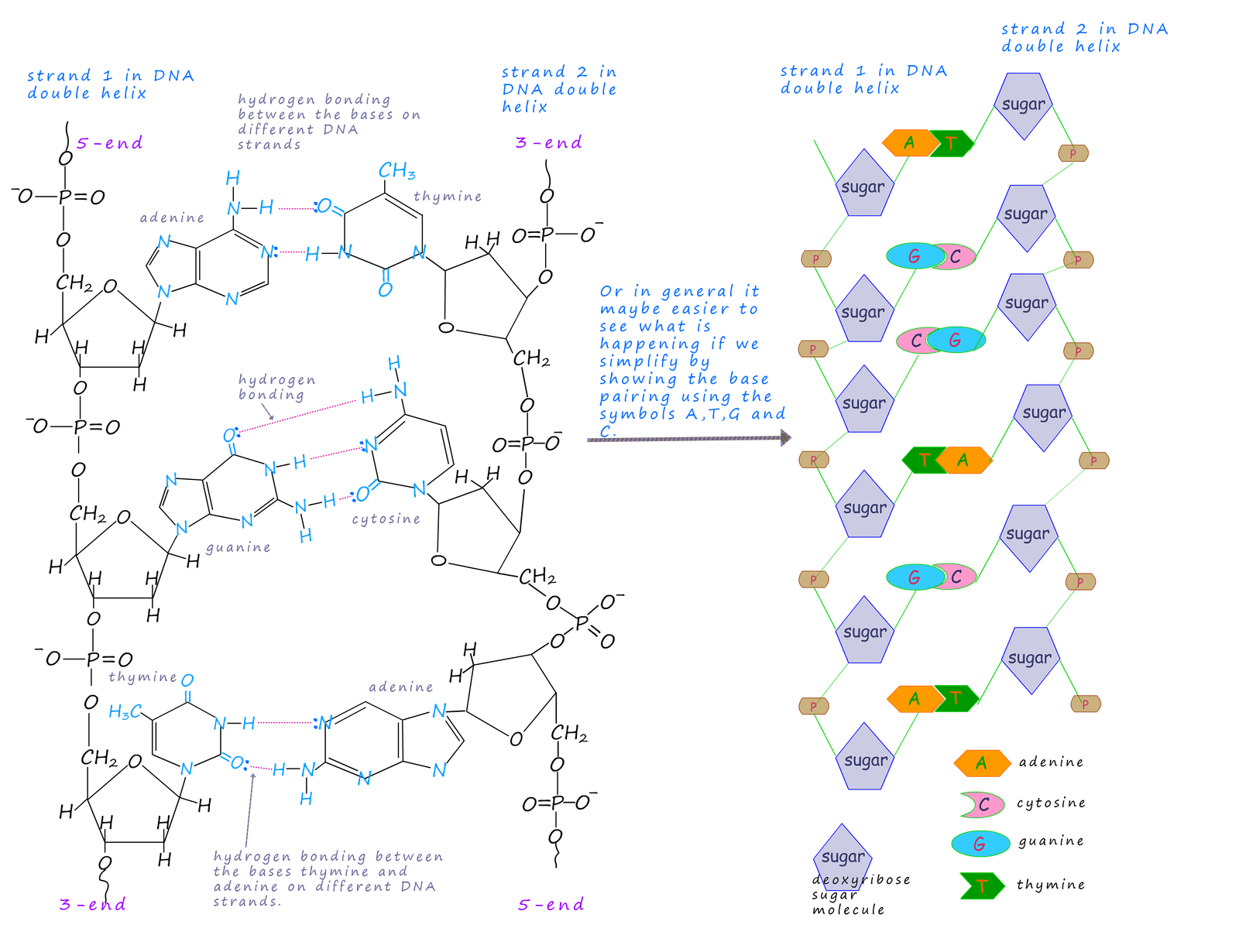 Structure of DNA
