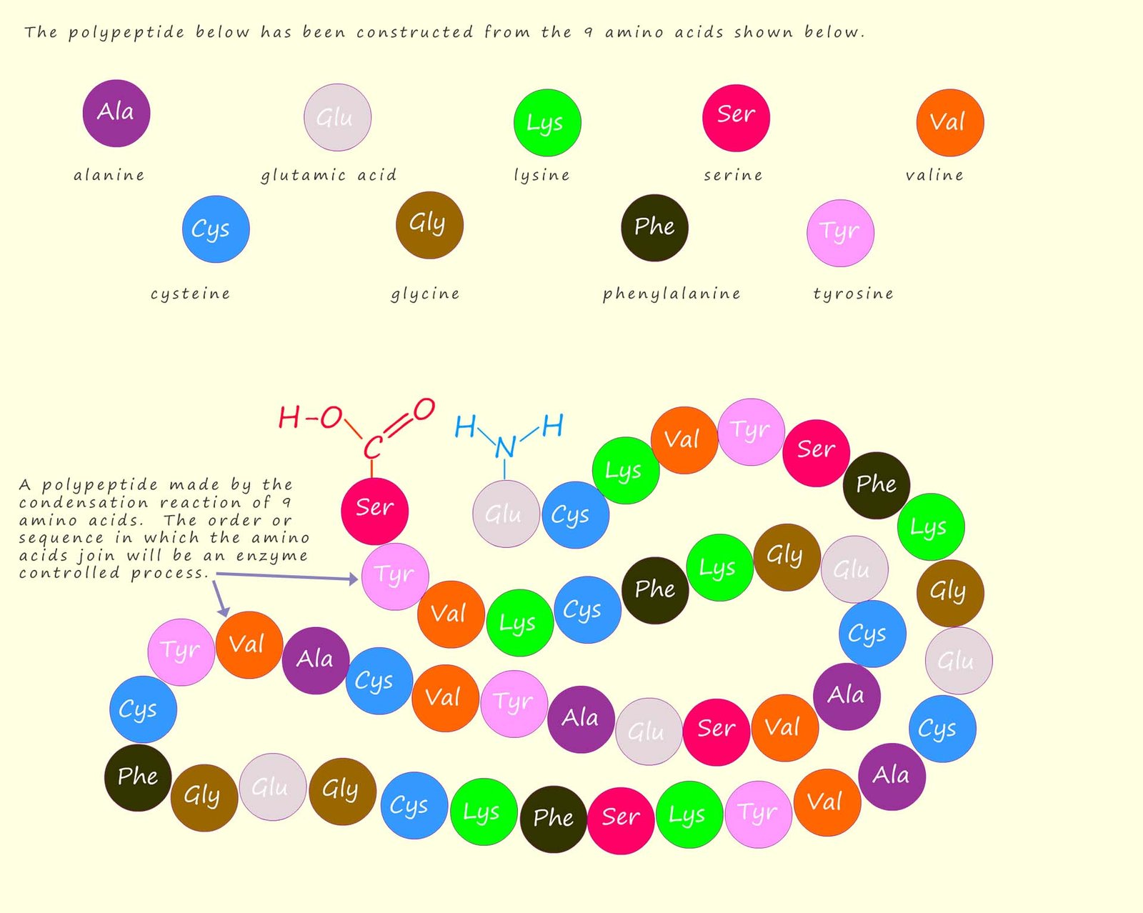 Polymers and amino acids